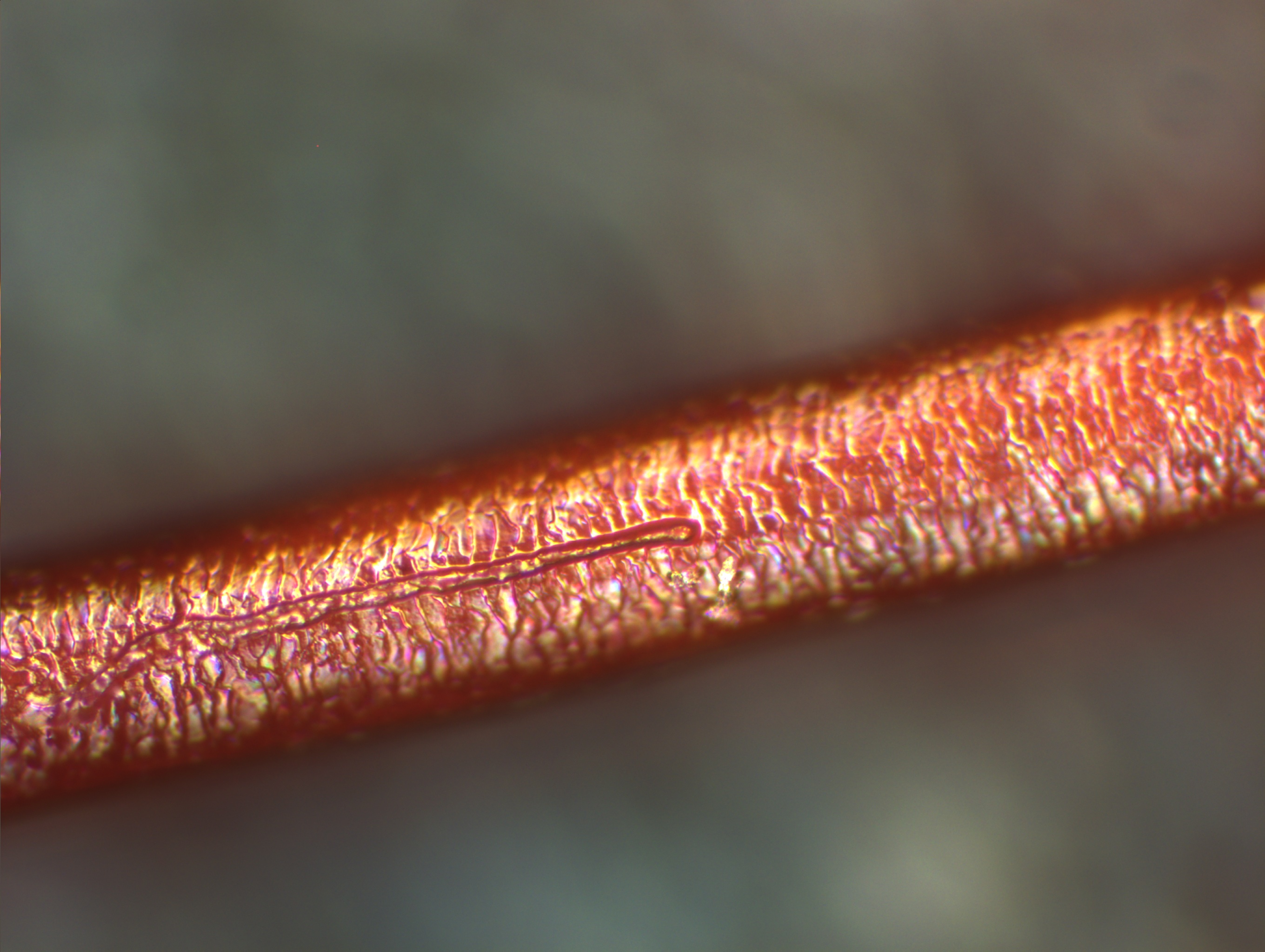 A.COLOMA Asesoramiento Técnico en Microscopía » Tutoriales